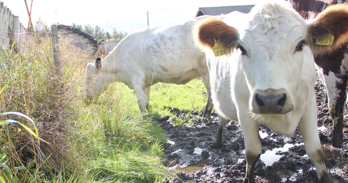 Maidon pastörointi - Arla