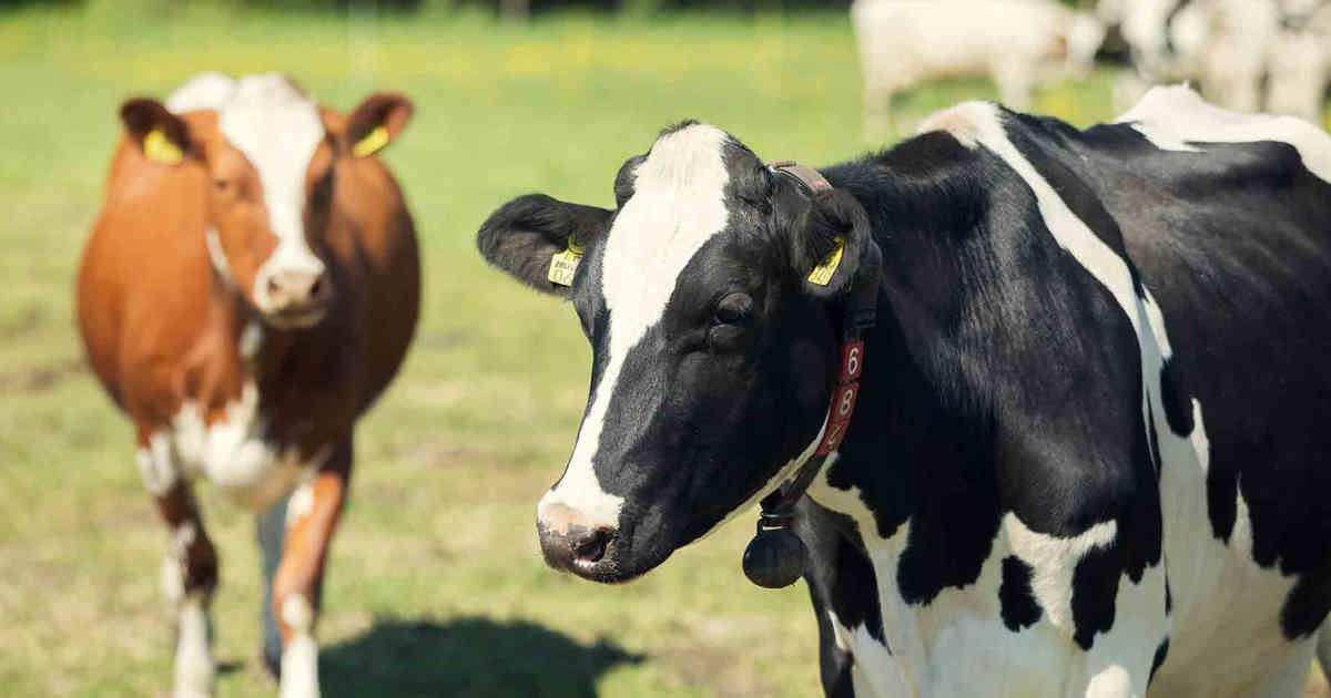 Arla Finland announces AI app for animal welfare